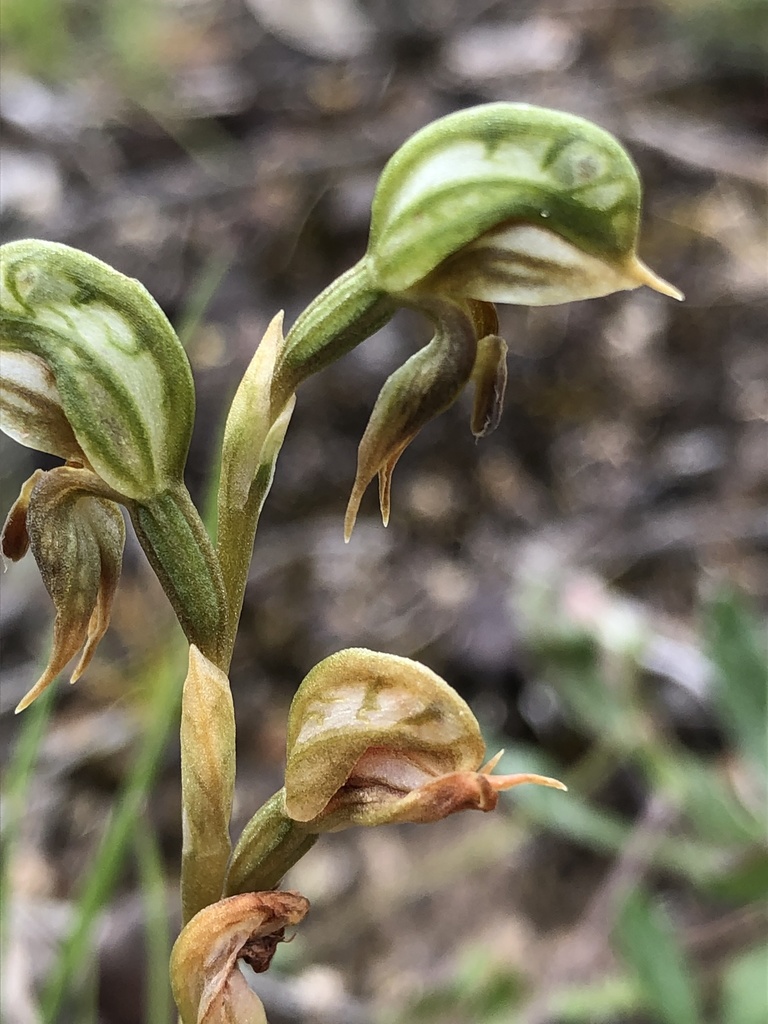 Slender Ruddyhood from Deep Lead Flora and Fauna Reserve, Deep Lead ...