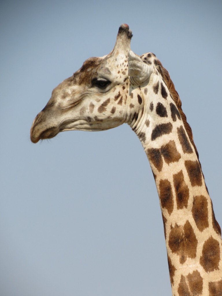 Thornicroft's Giraffe in August 2019 by Shayna Asherwood · iNaturalist