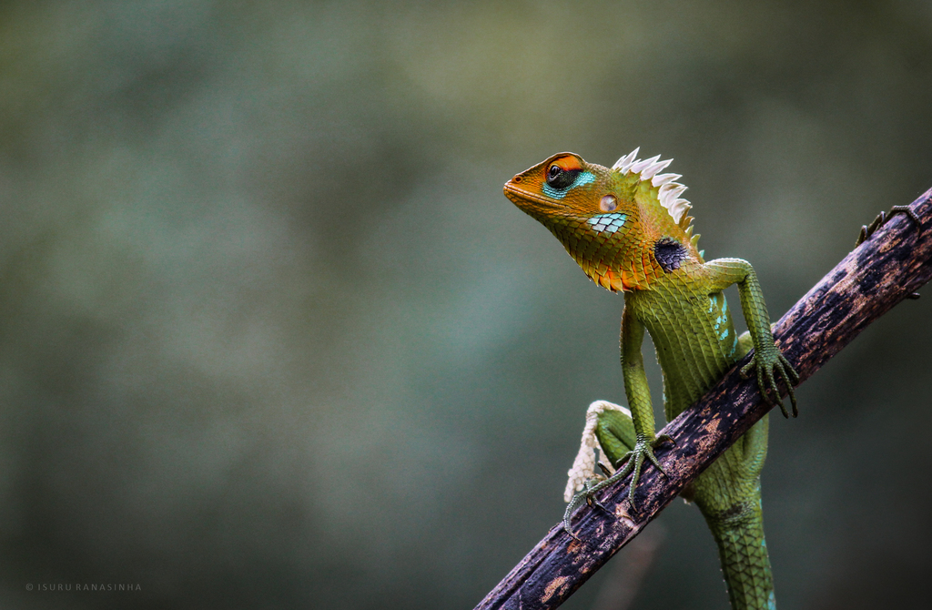 Common Green Forest Lizard (Calotes calotes) - Snakes and Lizards