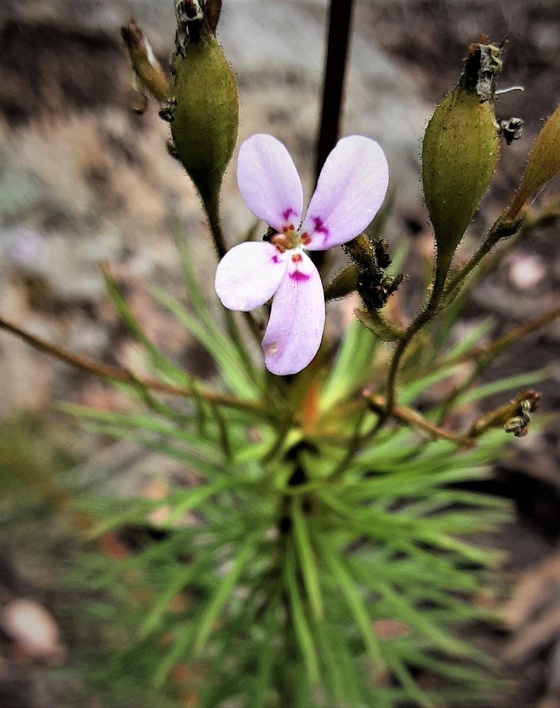 larchleaf triggerplant from Newnes State Forest NSW 2790, Australia on ...