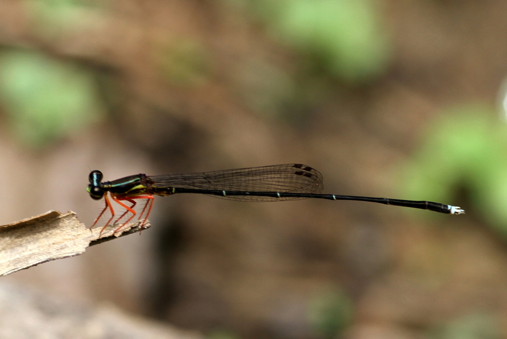 Copera imbricata (Odonata of Labuhan Batu Raya) · iNaturalist