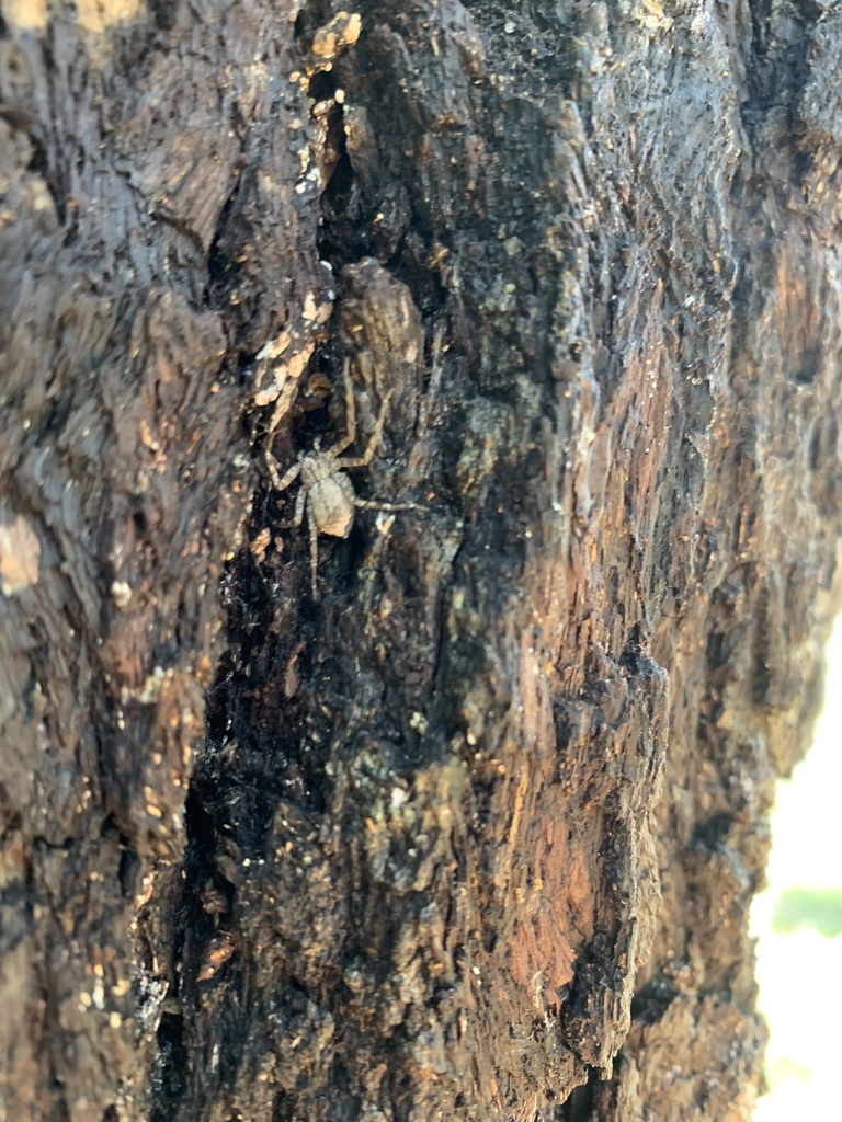 Crescent-eyed Spiders from Greynolds Park, North Miami Beach, FL, US on ...