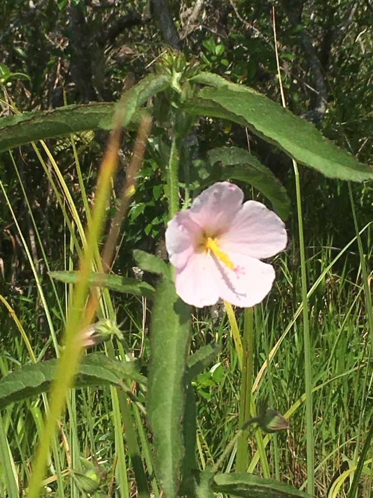 Saltmarsh mallow from Everglades National Park, Homestead, FL, US on ...
