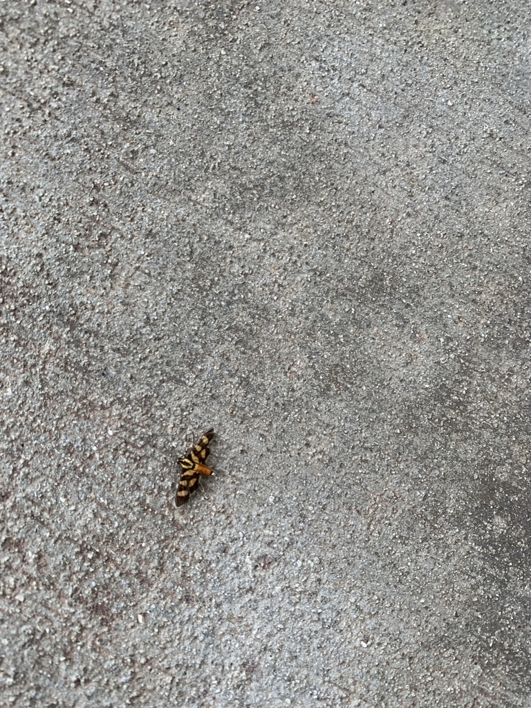 Orange-spotted Flower Moth from Kings Court, Miami, FL, US on November ...