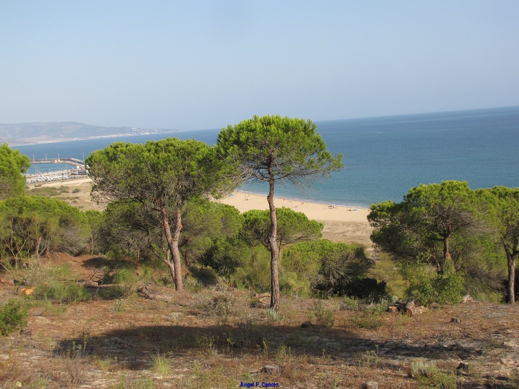 Stone pine (Pinus pinea) - Botanical Realm