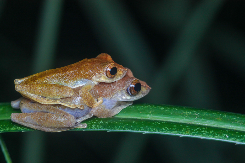 blue-spotted tree frog from kampung matang on November 17, 2021 at 09: ...
