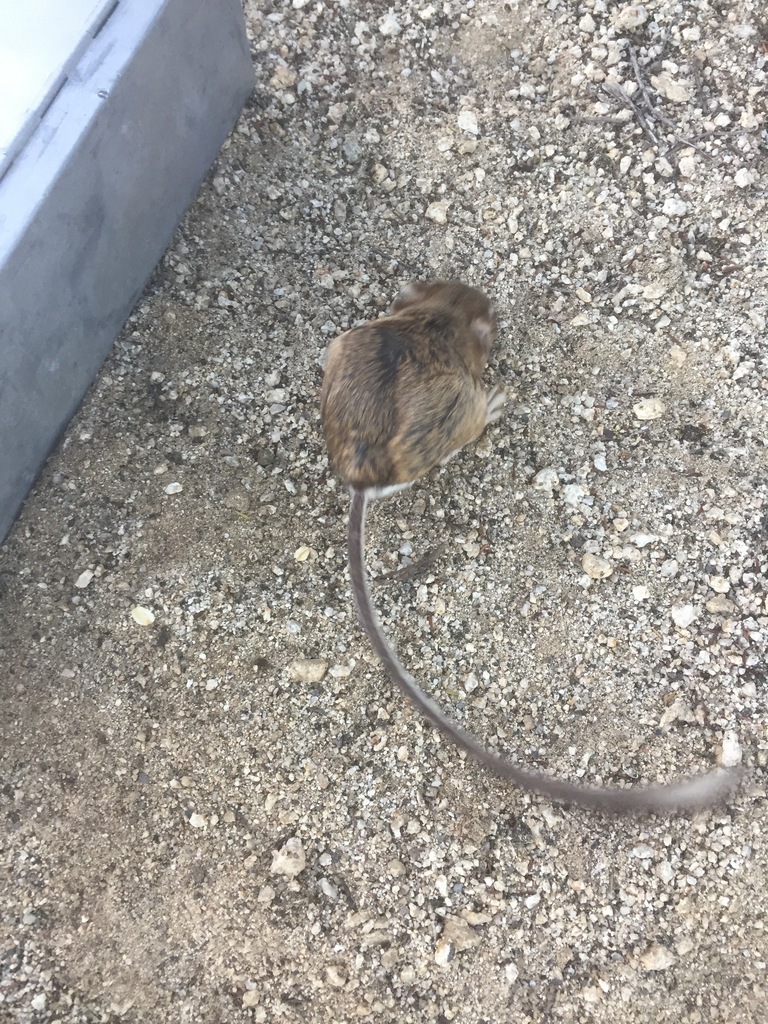 Dulzura Kangaroo Rat from Clover Flat, CA 91906, USA on April 27, 2018 ...