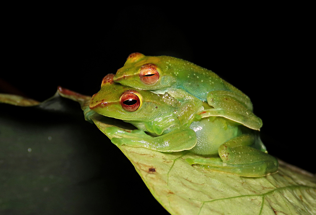 Dulit Flying Frog from Tawau, Sabah, Malaysia on November 6, 2021 at 02 ...