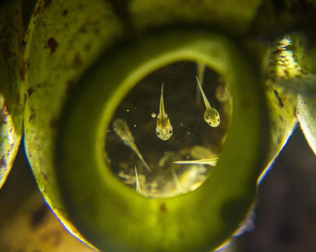 Matang narrow-mouthed frog from 93050 Kuching, Sarawak, Malaysia on ...