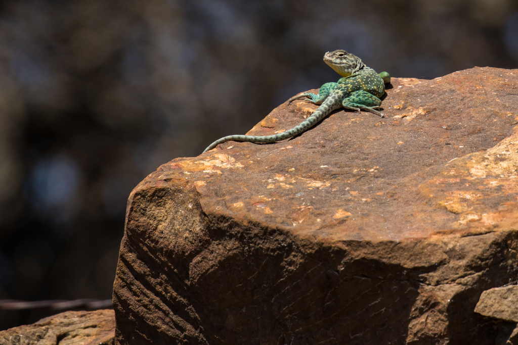 Eastern Collared Lizard from Osage County, OK, USA on April 29, 2018 at ...