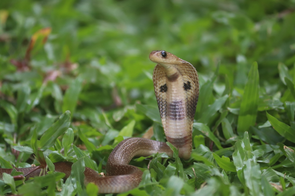 Indian Cobra from Kokuvil East, Sri Lanka on November 19, 2021 at 11:34 ...