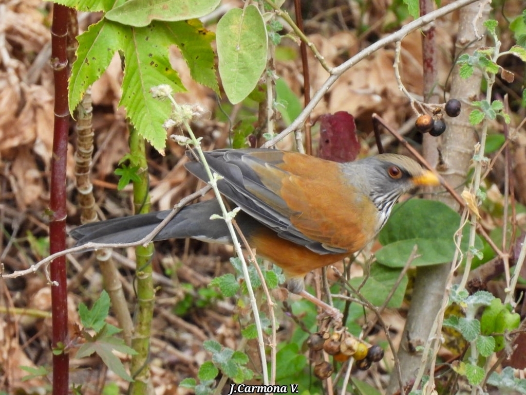Rufous-backed Robin from San Juan Sayultepec on November 19, 2021 at 09 ...