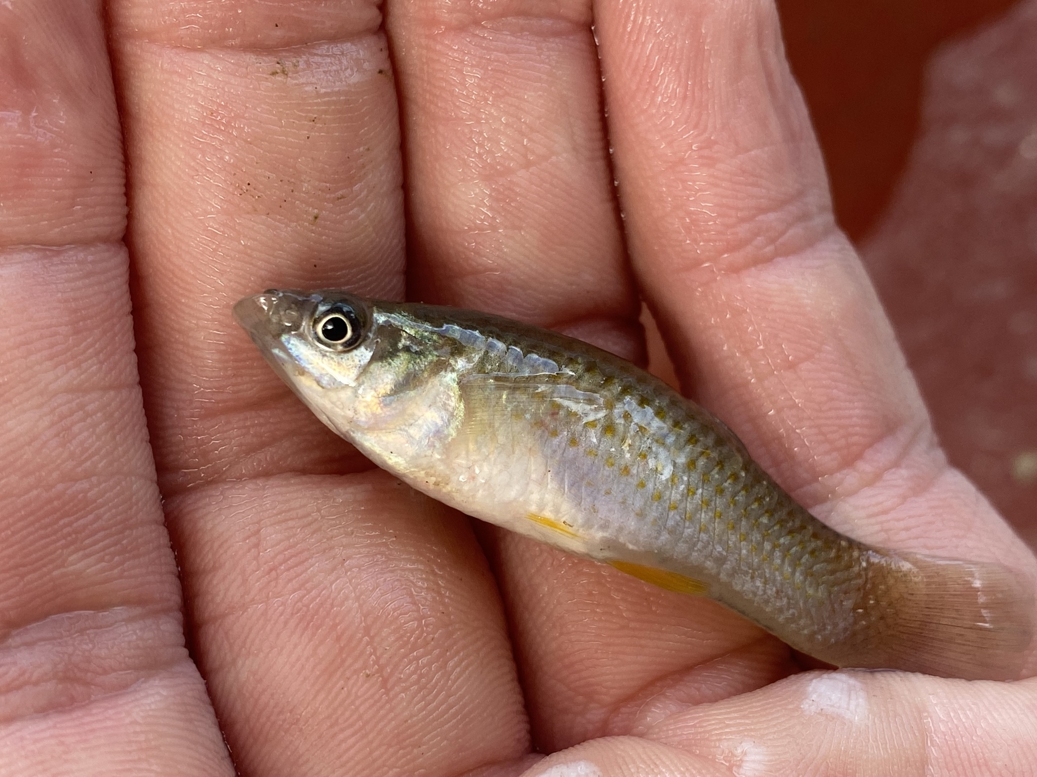 Poecilia gillii (Kner, 1863)