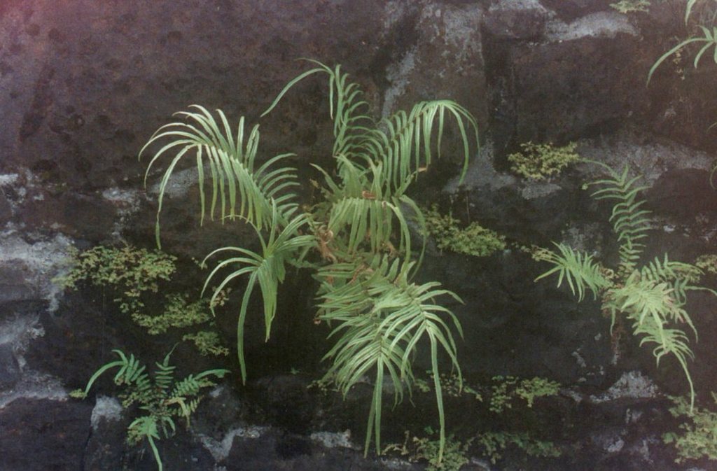ladder fern from Historic Spanish Wall, Kolonia, Pohnpei Island ...