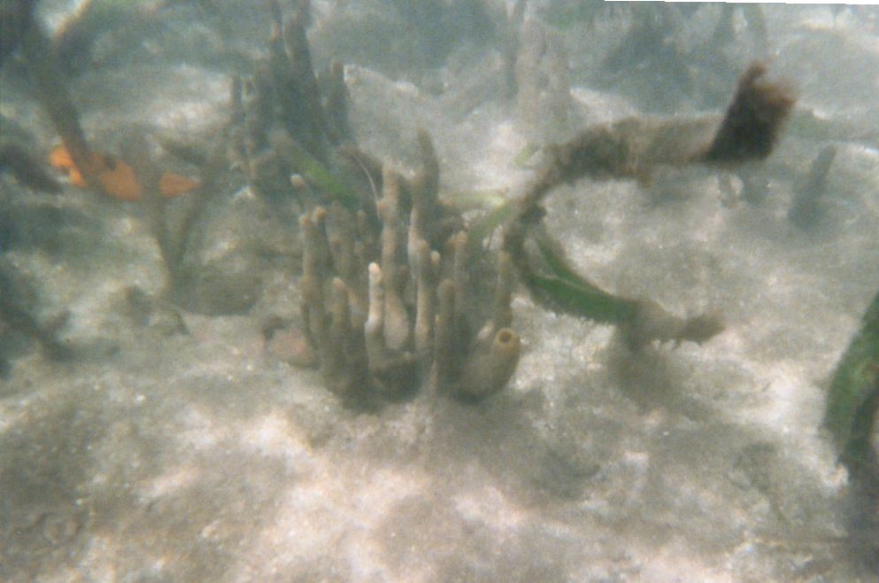Spheciospongia inconstans from Mwand Peidi Island, Pohnpei, Federated ...