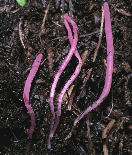 Clavaria subviolacea · iNaturalist