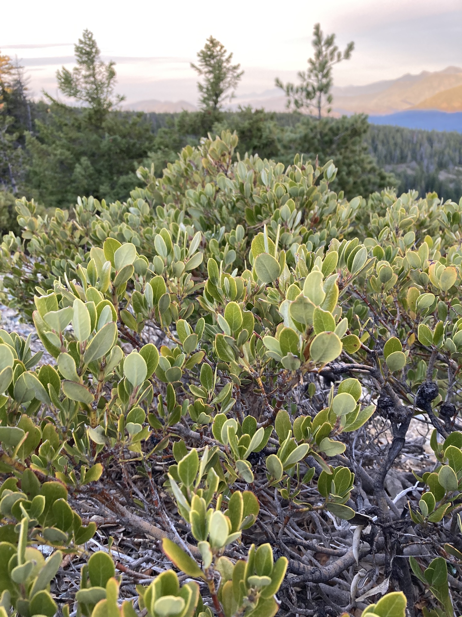 Garrya buxifolia A.Gray