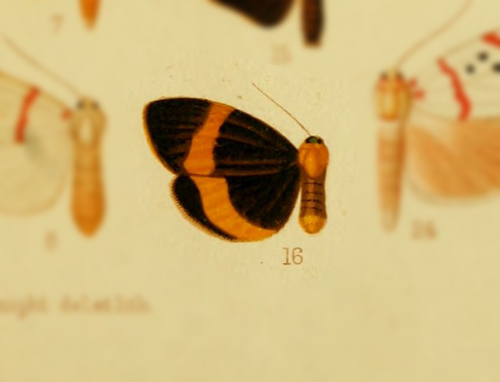 Cyana croceizona · iNaturalist