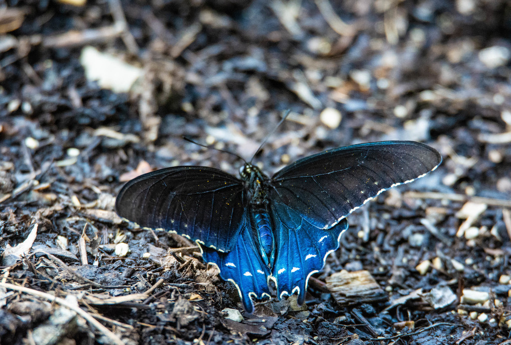 Pipevine Swallowtail from 9400 Boerner Dr, Hales Corners, WI 53130, USA ...