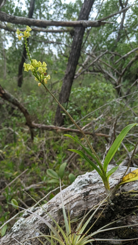 yellow helmet orchid in November 2021 by Nate Martineau · iNaturalist