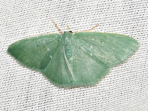 Prasinocyma panchlora · iNaturalist