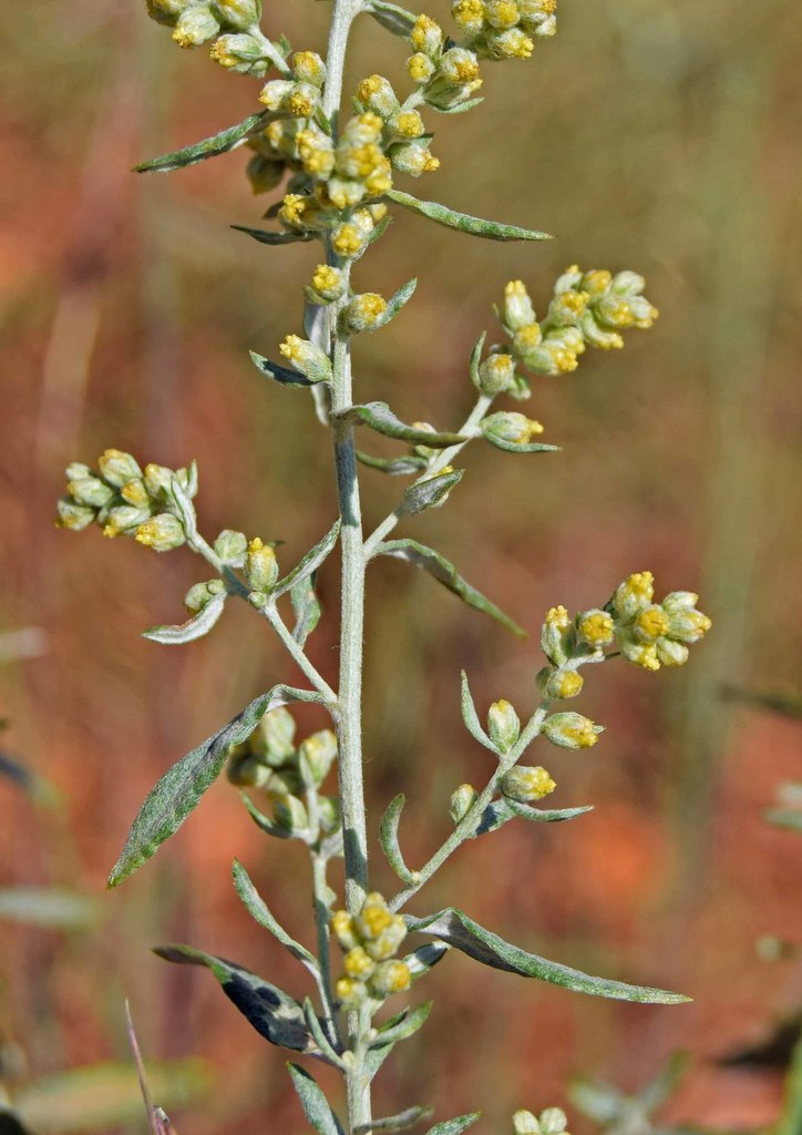 Silver Wormwood (Rocky Mountain Wildflowers) · iNaturalist