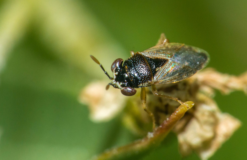 Geocoris from Villa Soldati, CABA, Argentina on November 19, 2021 at 12 ...
