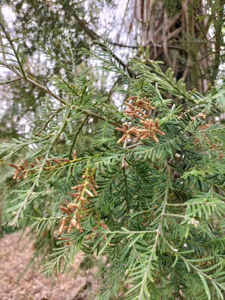 Matai from Burwood, Christchurch, New Zealand on November 20, 2021 at ...