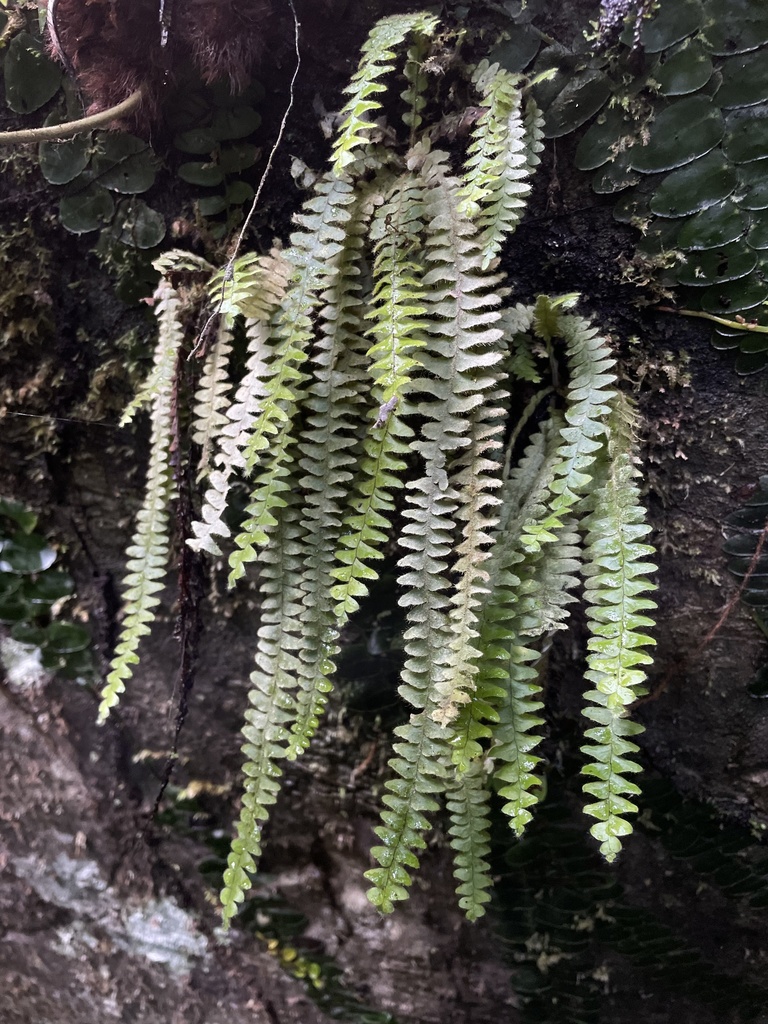 Smooth Dancing Fern from El Yunque National Forest, Río Grande, PR, US ...