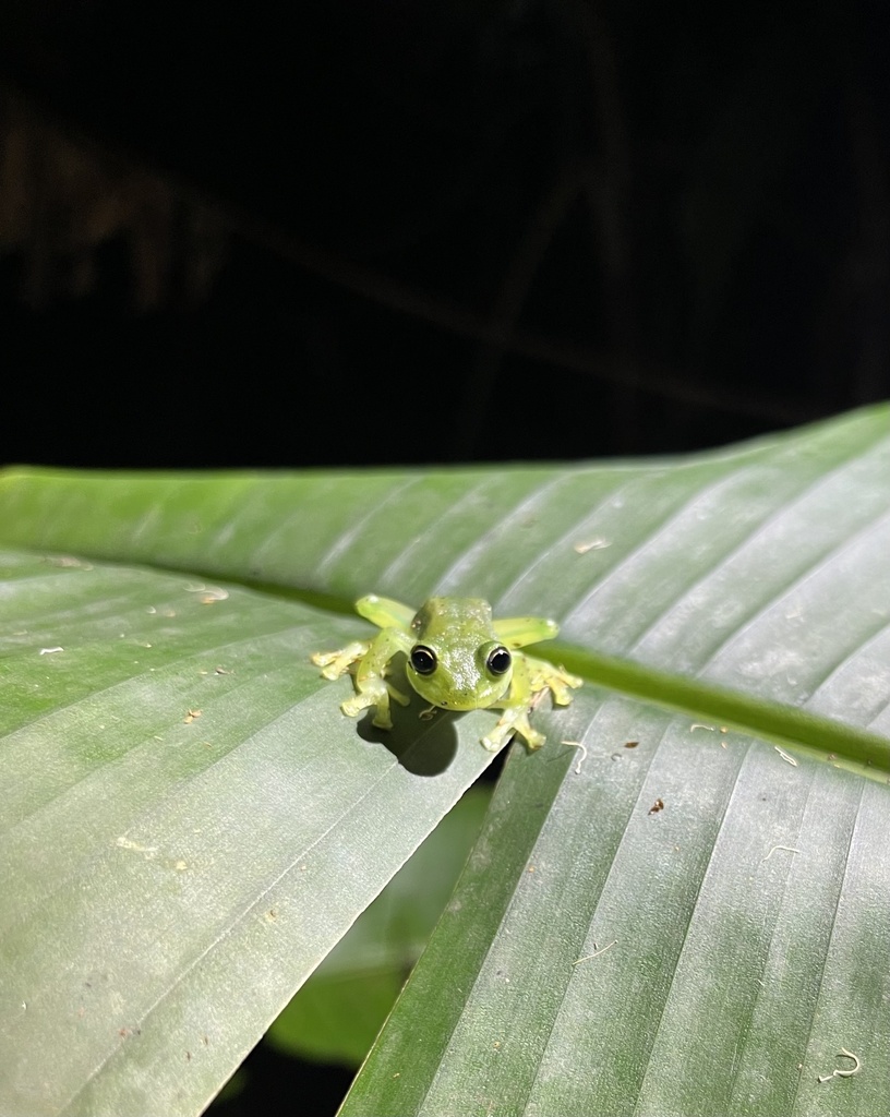 Emerald Glass Frog from San José, San José, CR on October 22, 2021 at ...