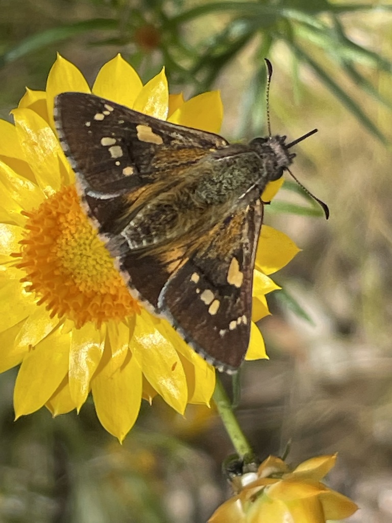 Varied Sedge-Skipper from Frankston South, VIC, AU on November 20, 2021 ...