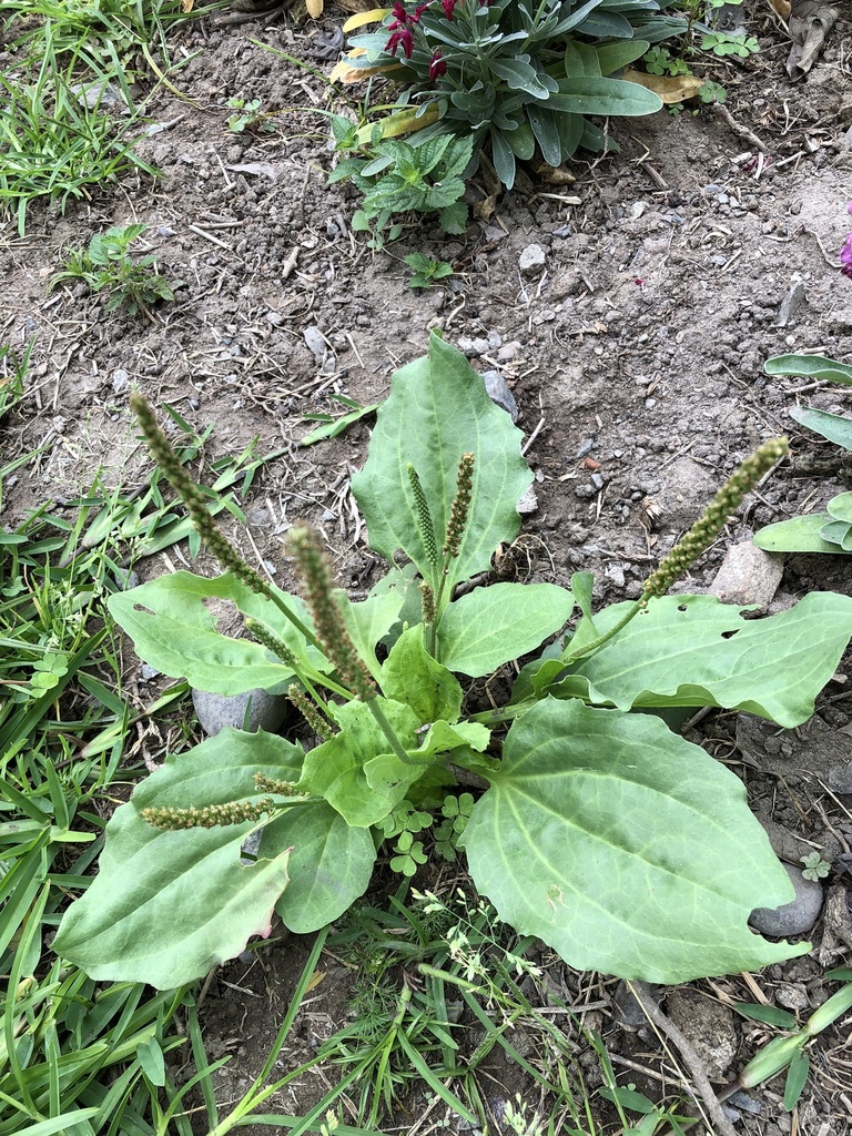 greater plantain from Lima, Lima Province, Peru on November 16, 2021 at ...