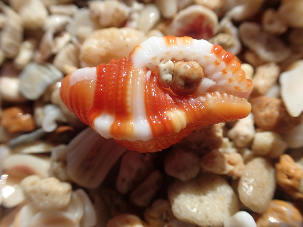 Red Triton Snail from Indian Ocean, WA, AU on June 15, 2016 at 05:39 PM ...