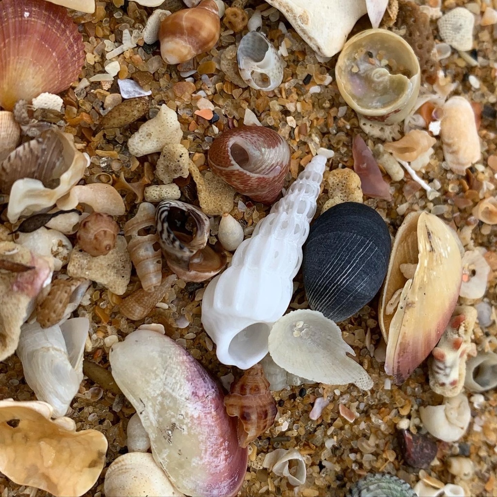 Opalia australis from Western Port, VIC, AU on November 18, 2021 at 06:04 PM by Peter Robinson ...