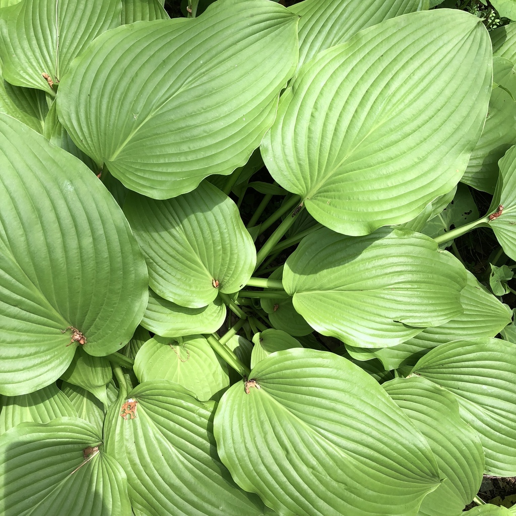 hostas (Edible, Useful and Medicinal Plants of the Philadelphia Area ...