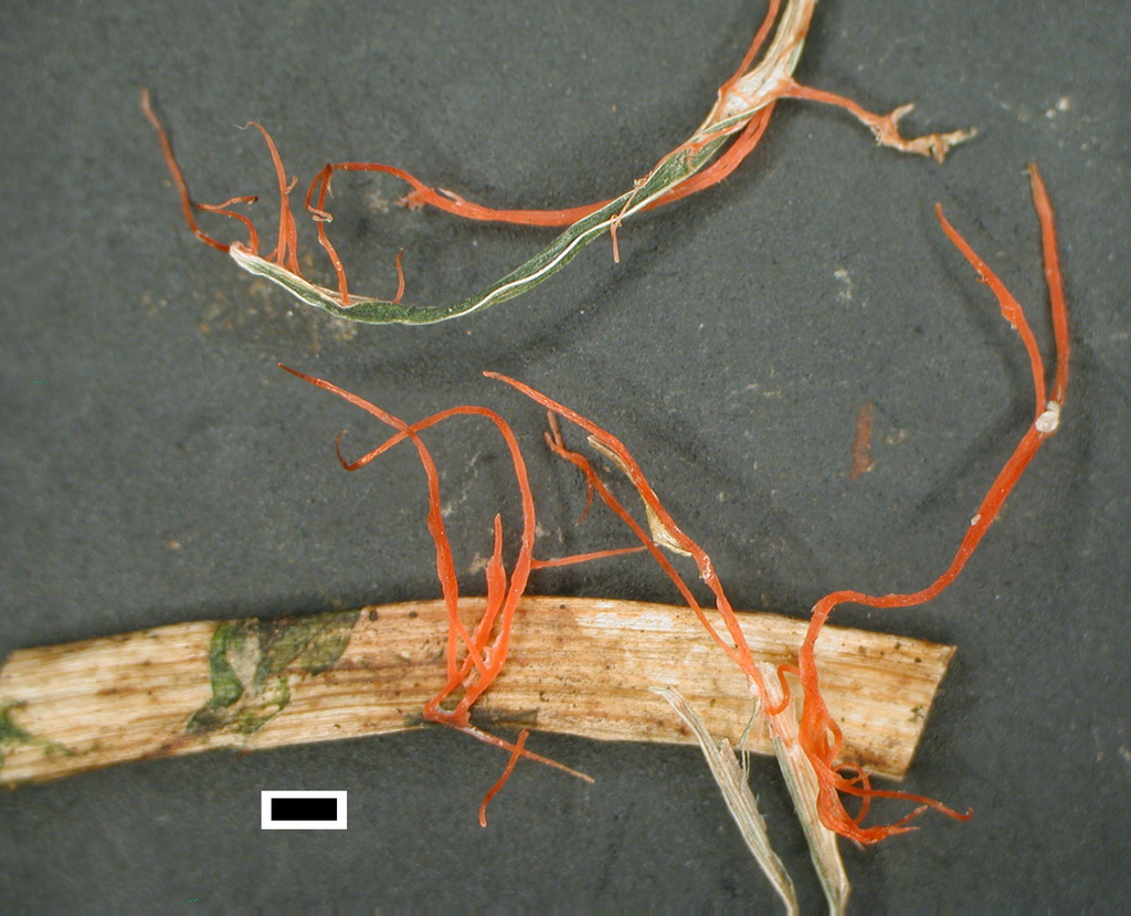 red thread from Lincoln on May 27, 2005 by Jerry Cooper. in a lawn ...