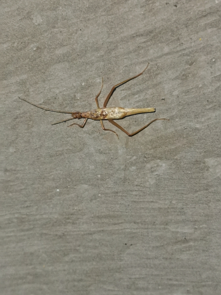 Smooth-legged Tree Crickets from Mesitas del Colegio, Cundinamarca ...