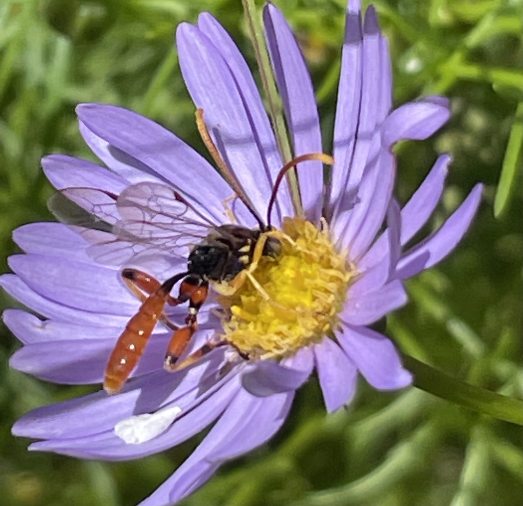 Bee Parasitizing Wasps from Frankston South, VIC, AU on November 20 ...