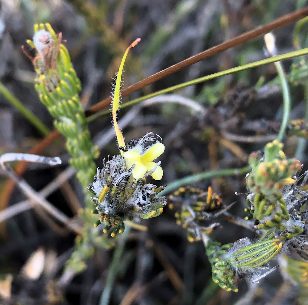 Gland Flower from Tintinara SA 5266, Australia on November 20, 2021 at ...