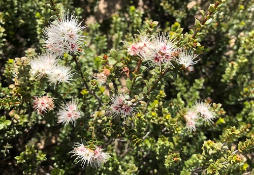 Muntries (Kunzea Pomifera): Australian Native Plant Profile, 48% OFF