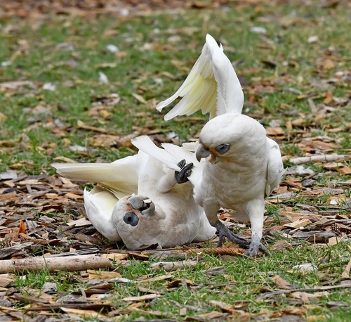 Little Corella (Birds of Berrima) · iNaturalist