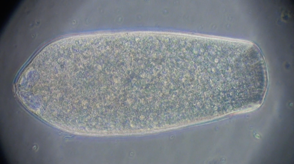 Spathidium from Auckland Botanical Gardens on April 6, 2015 by ...