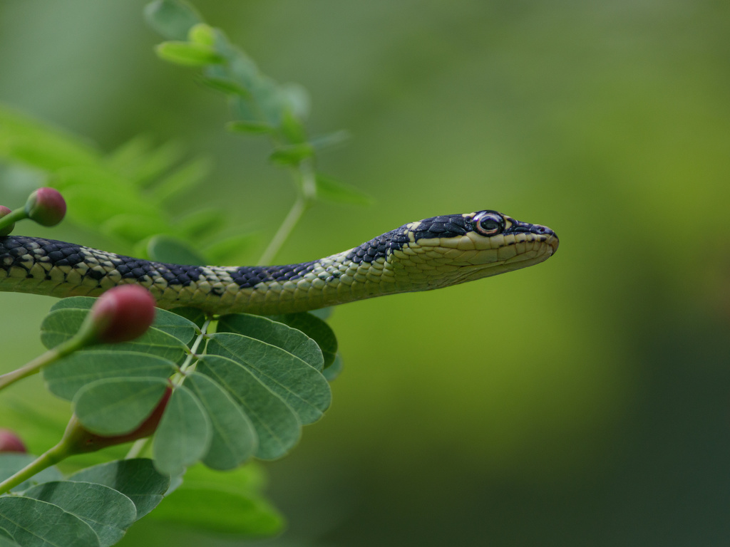 Golden Tree Snake (Chrysopelea ornata) - Snakes and Lizards