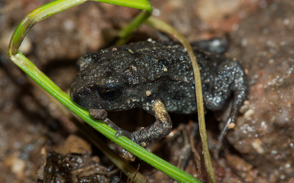 Brown Toadlet from Anstey Hill Recreation Park SA 5091, Australia on ...