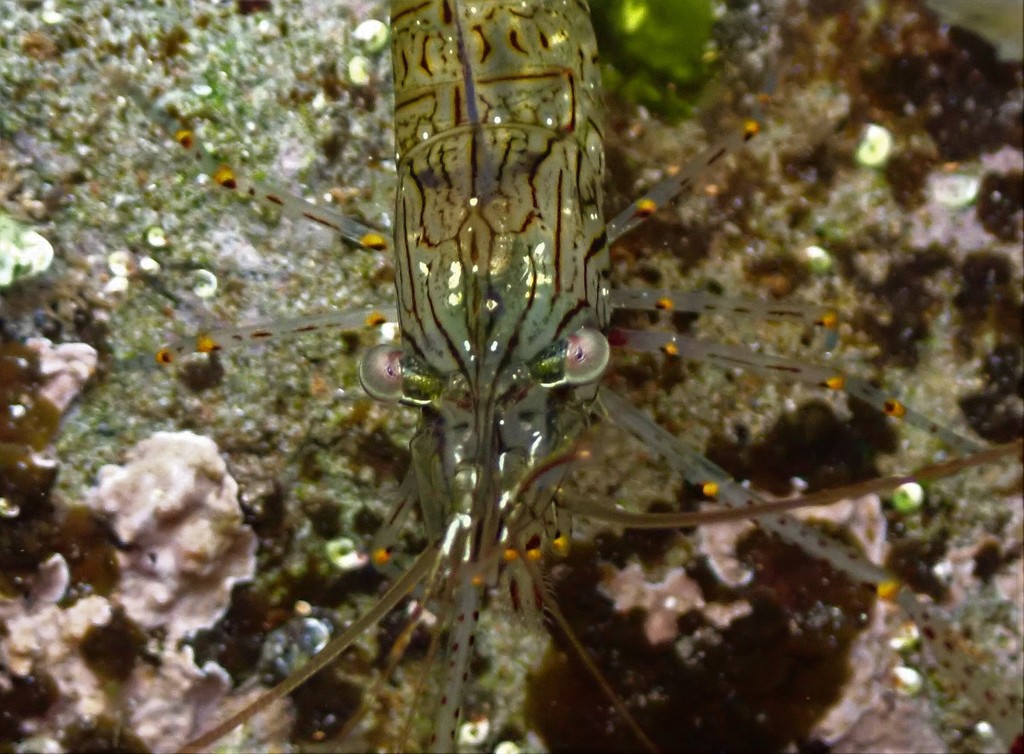 rock-pool shrimp from Broken Head, Terrigal, Australia on November 20 ...