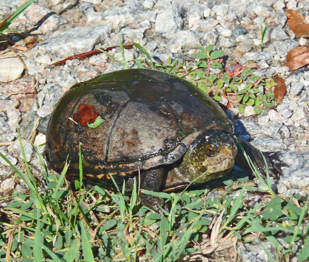 Eastern Mud Turtle (River Park North Biodiversity) · iNaturalist