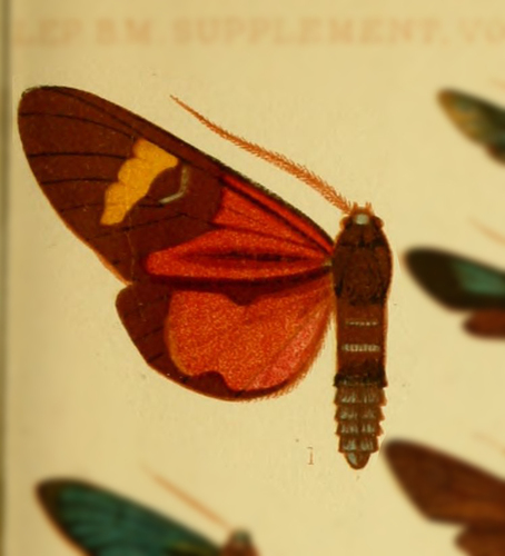 Histioea falerina · iNaturalist