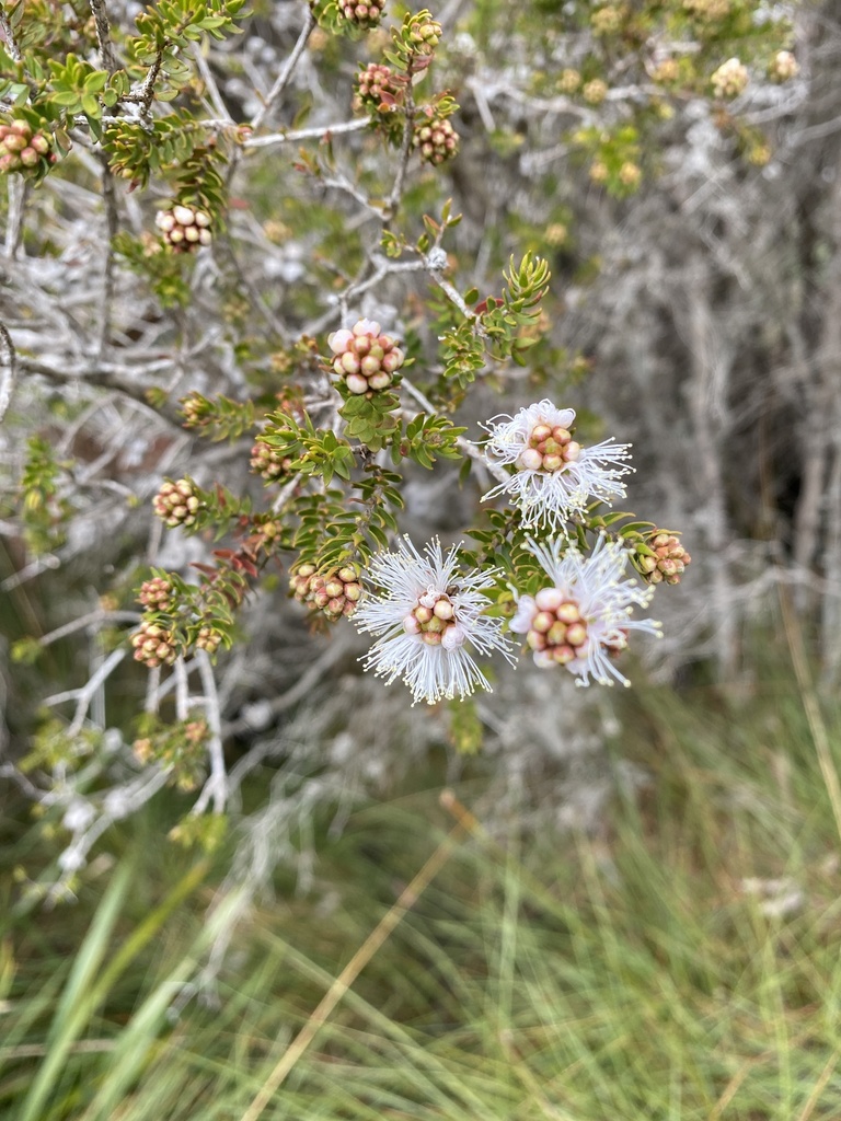 swamp honey-myrtle from Tasmania, Waratah, TAS, AU on November 20, 2021 ...