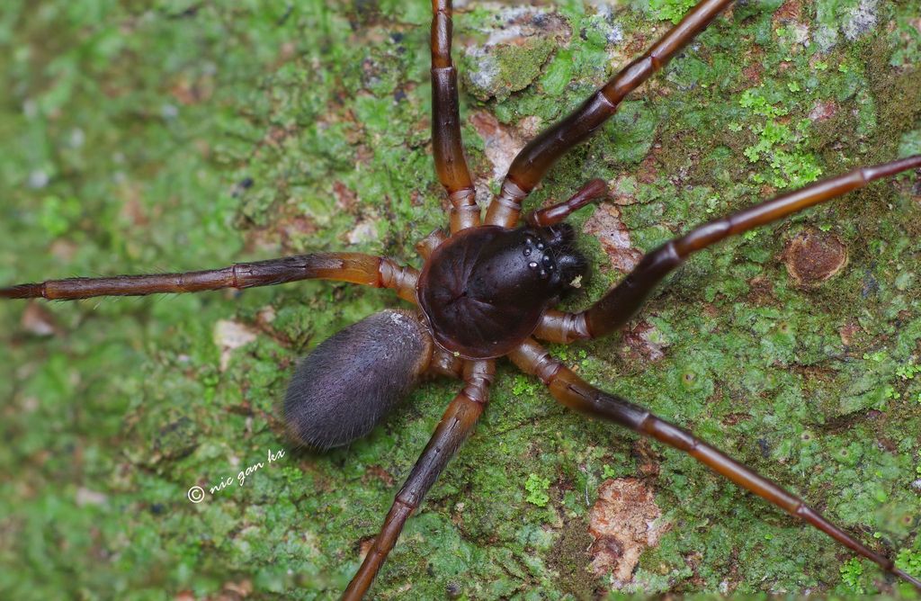 Entelegyne Spiders from Bishan, Singapore on November 20, 2021 at 09:43 ...