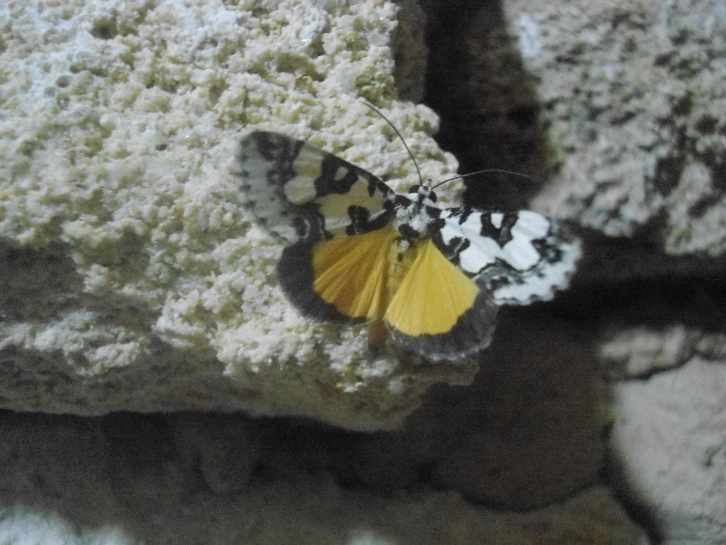 Butterflies and Moths from Wasini, Kenya on April 9, 2013 at 07:28 PM ...